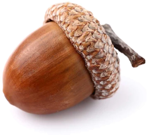 Social Forest Oaks of Tovaangar Curriculum