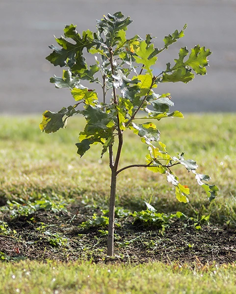 Social Forest Oaks of Tovaangar Curriculum